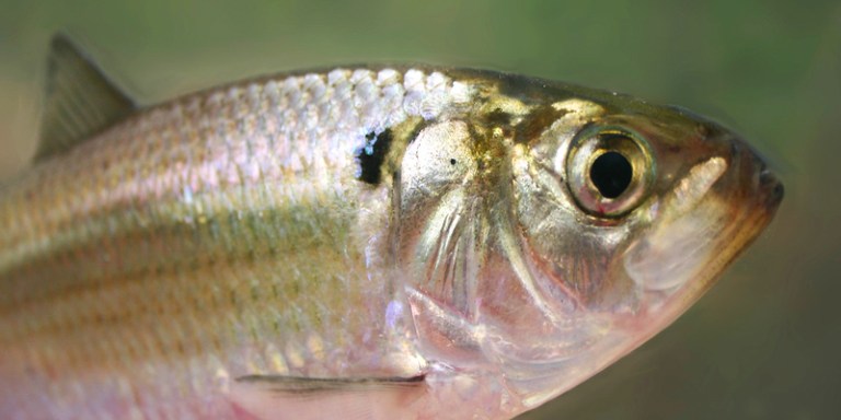What is a Gizzard Shad? – The Minimalist Fisherman