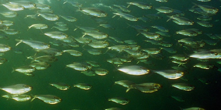 What is a Gizzard Shad? – The Minimalist Fisherman