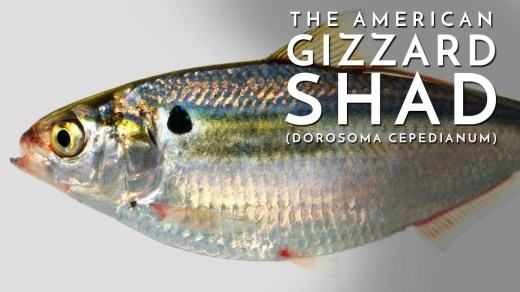 What is a Gizzard Shad? – The Minimalist Fisherman