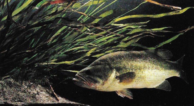 Cover & Current Breaks [Part 2] / Learning to Fish Rivers & Streams ...