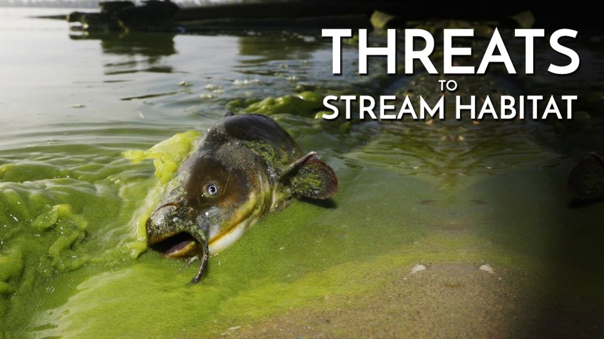 Threats to Stream Habitat / Learning to Fish Rivers & Streams – The ...