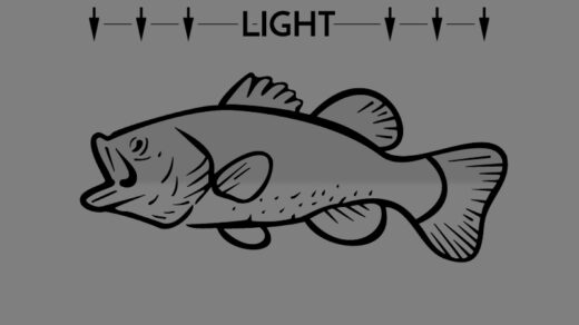 What is Countershading? – The Minimalist Fisherman
