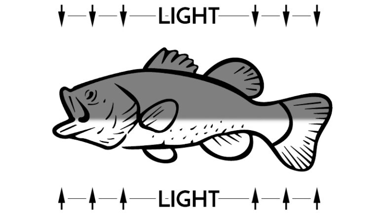 What is Countershading? – The Minimalist Fisherman