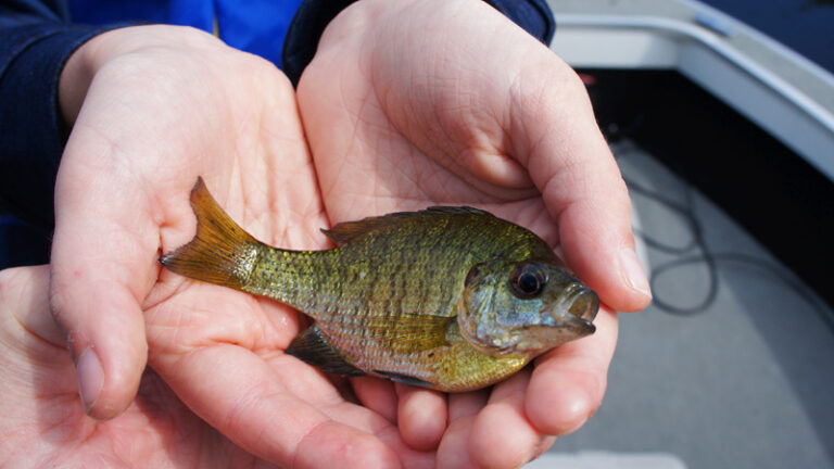How Do Largemouth Bass Feed? – The Minimalist Fisherman