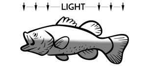 What is Countershading? – The Minimalist Fisherman