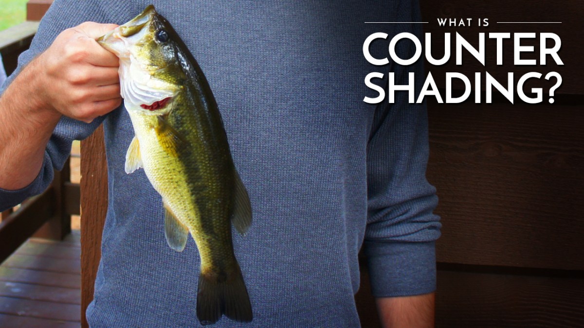What is Countershading? – The Minimalist Fisherman