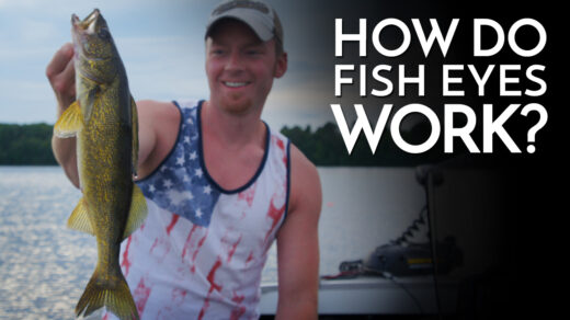 How Do Fish Eyes Work? – The Minimalist Fisherman