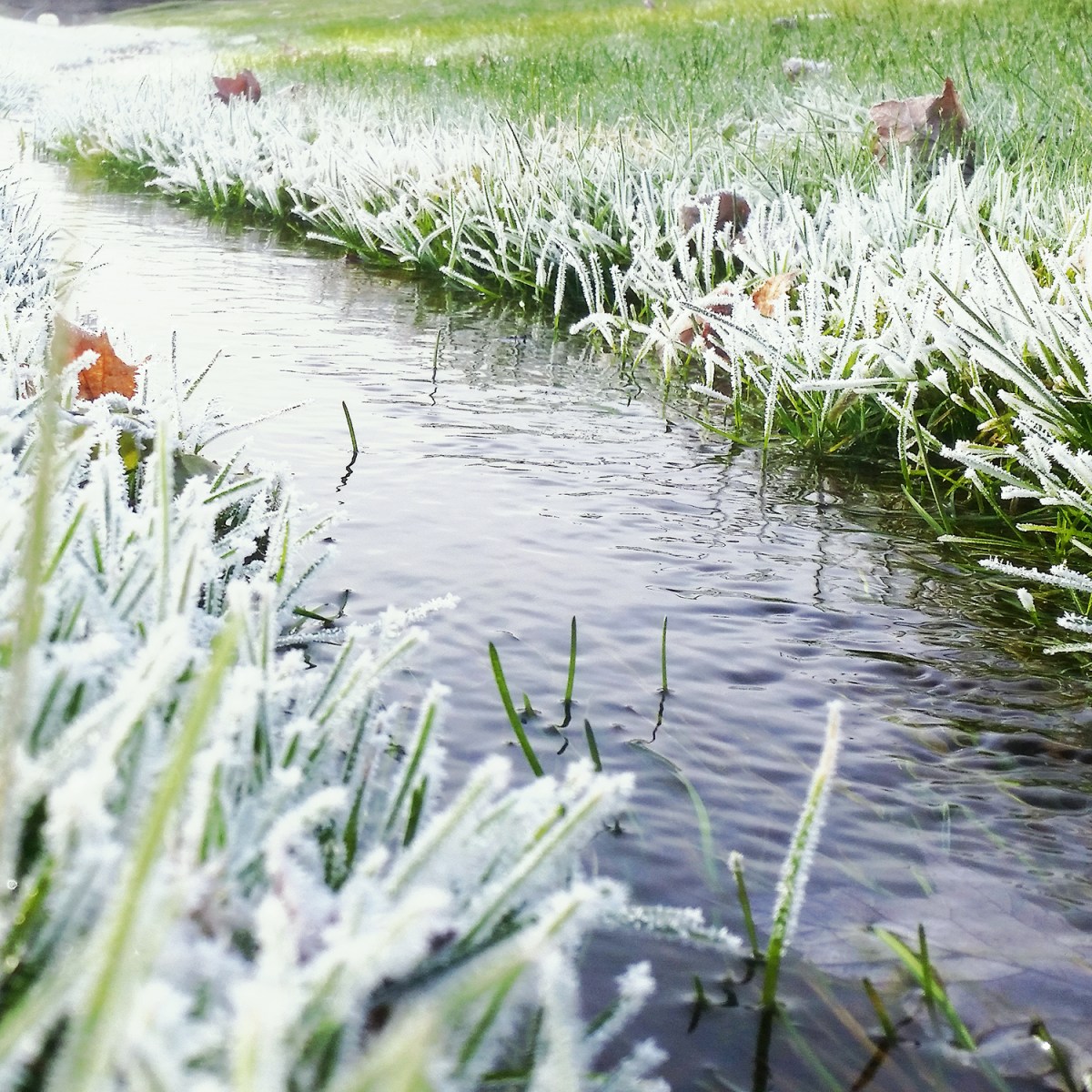 Ditch with Icy Grass – The Minimalist Fisherman