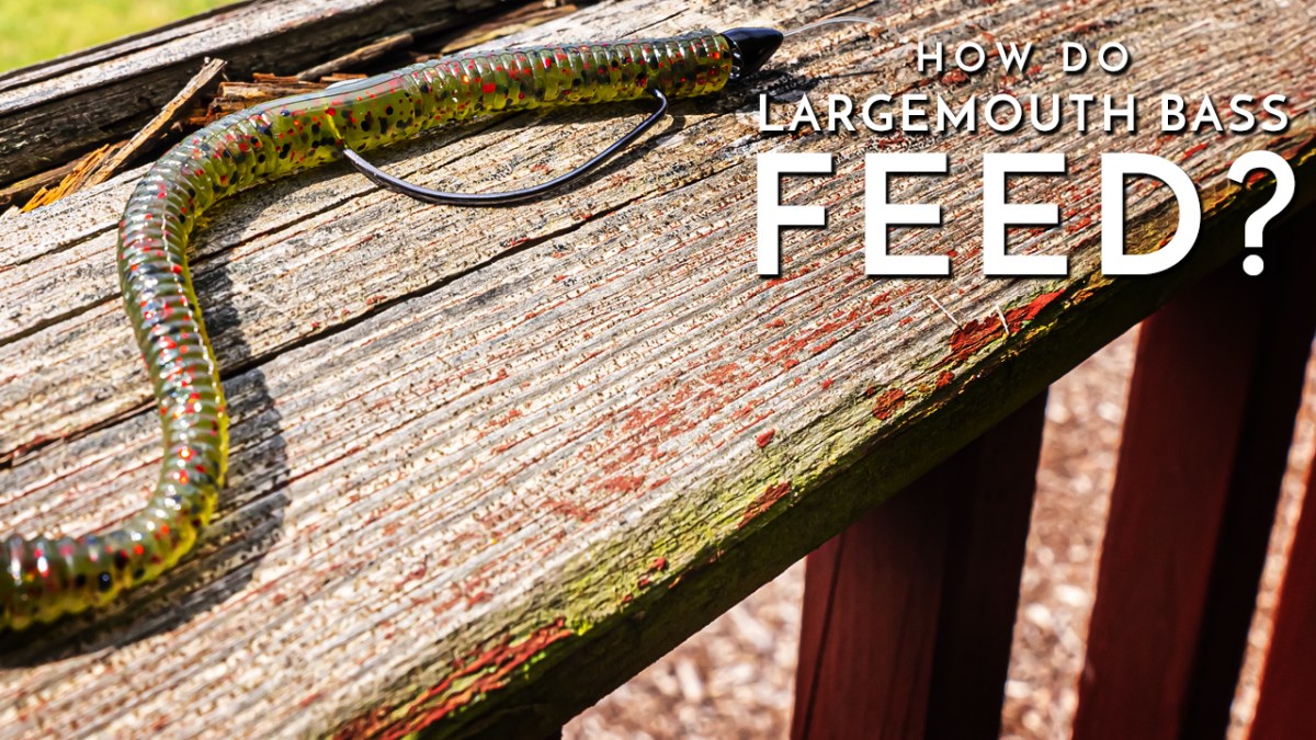 What Colors Can Largemouth Bass See? – The Minimalist Fisherman