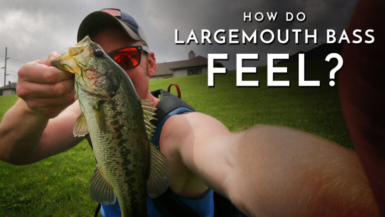Largemouth Bass Seasonal Movement (Calendar & Patterns) – The ...